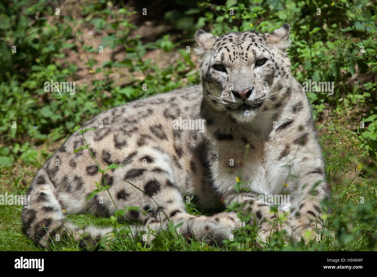 Indian Himalayas Snow Leopard High Resolution Stock Photography and ...