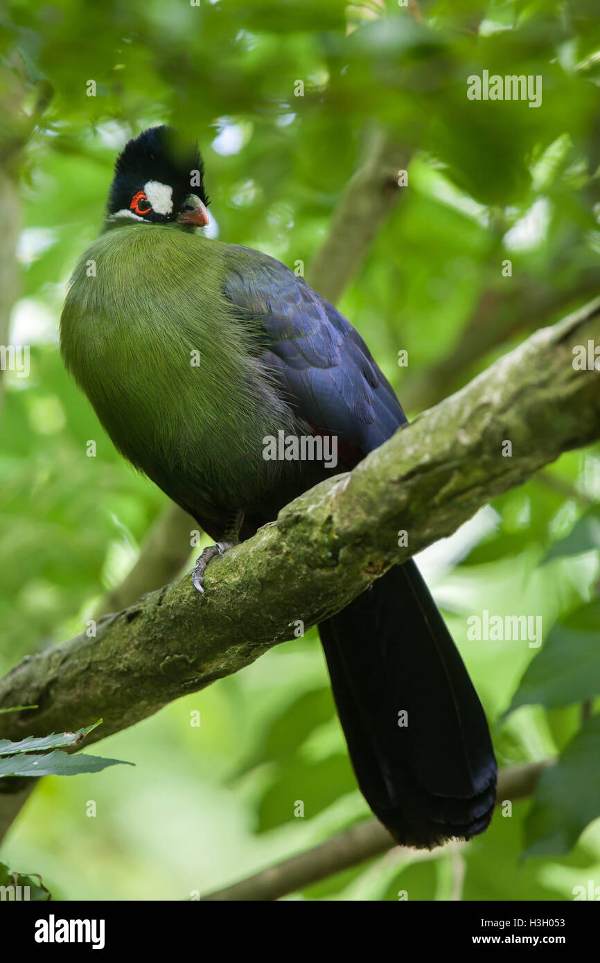 Hartlaub's turaco (Tauraco hartlaubi). Wildlife animal Stock Photo - Alamy