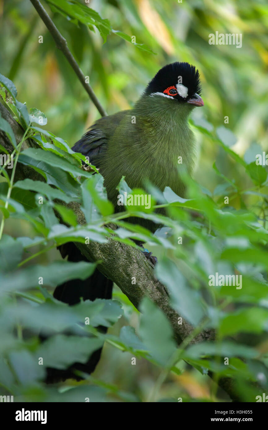 Hartlaub s turaco hi-res stock photography and images - Alamy