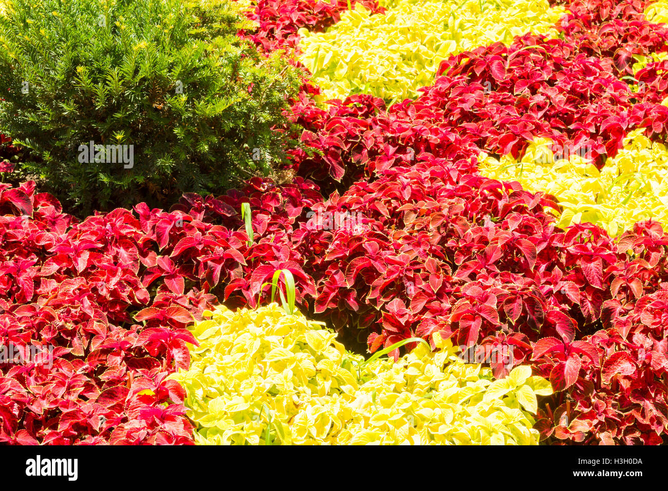 Bright plants in a street flowerbed in summer Stock Photo - Alamy