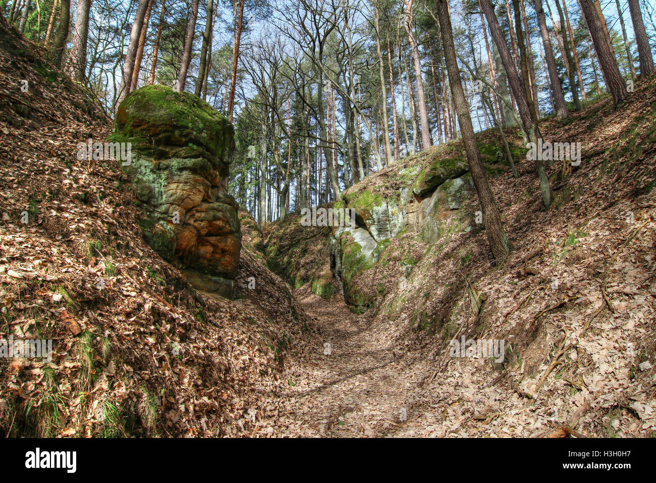 Forest path leading between the rocks Stock Photo - Alamy