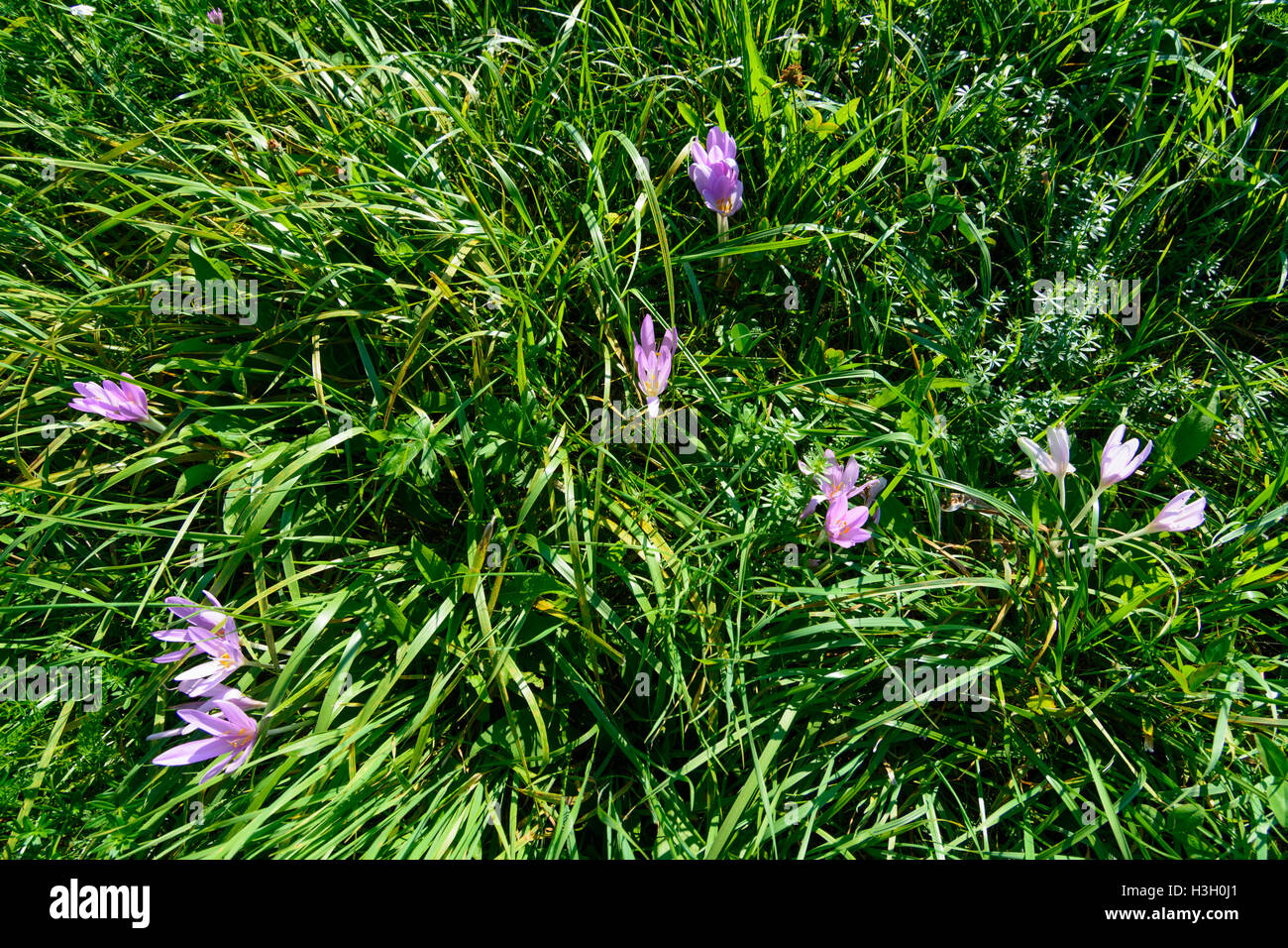 Meadow saffron hi-res stock photography and images - Alamy