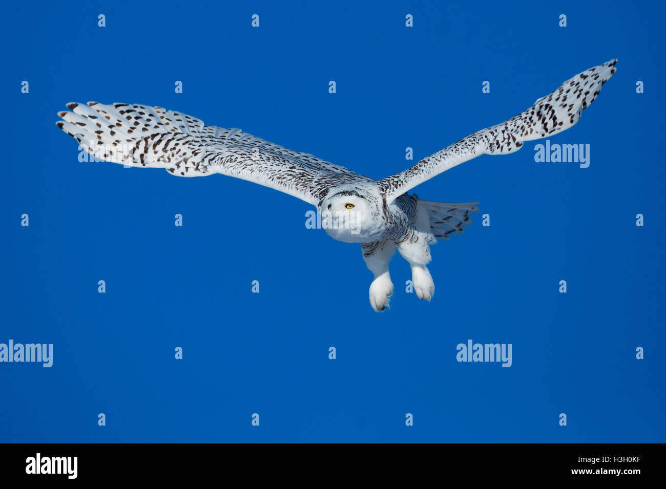 Snowy Owls With Blue Eyes Flying