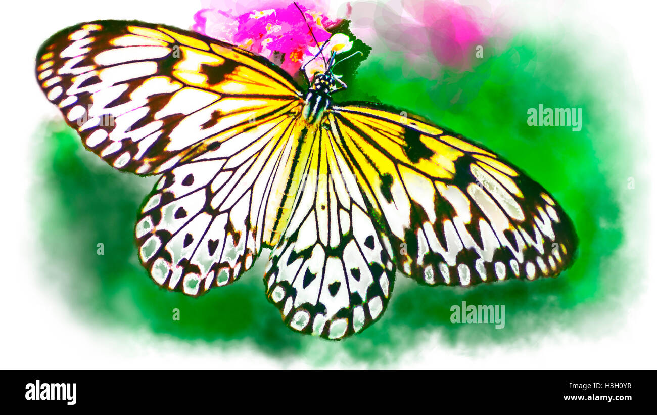 Spots on butterfly wing hi-res stock photography and images - Alamy