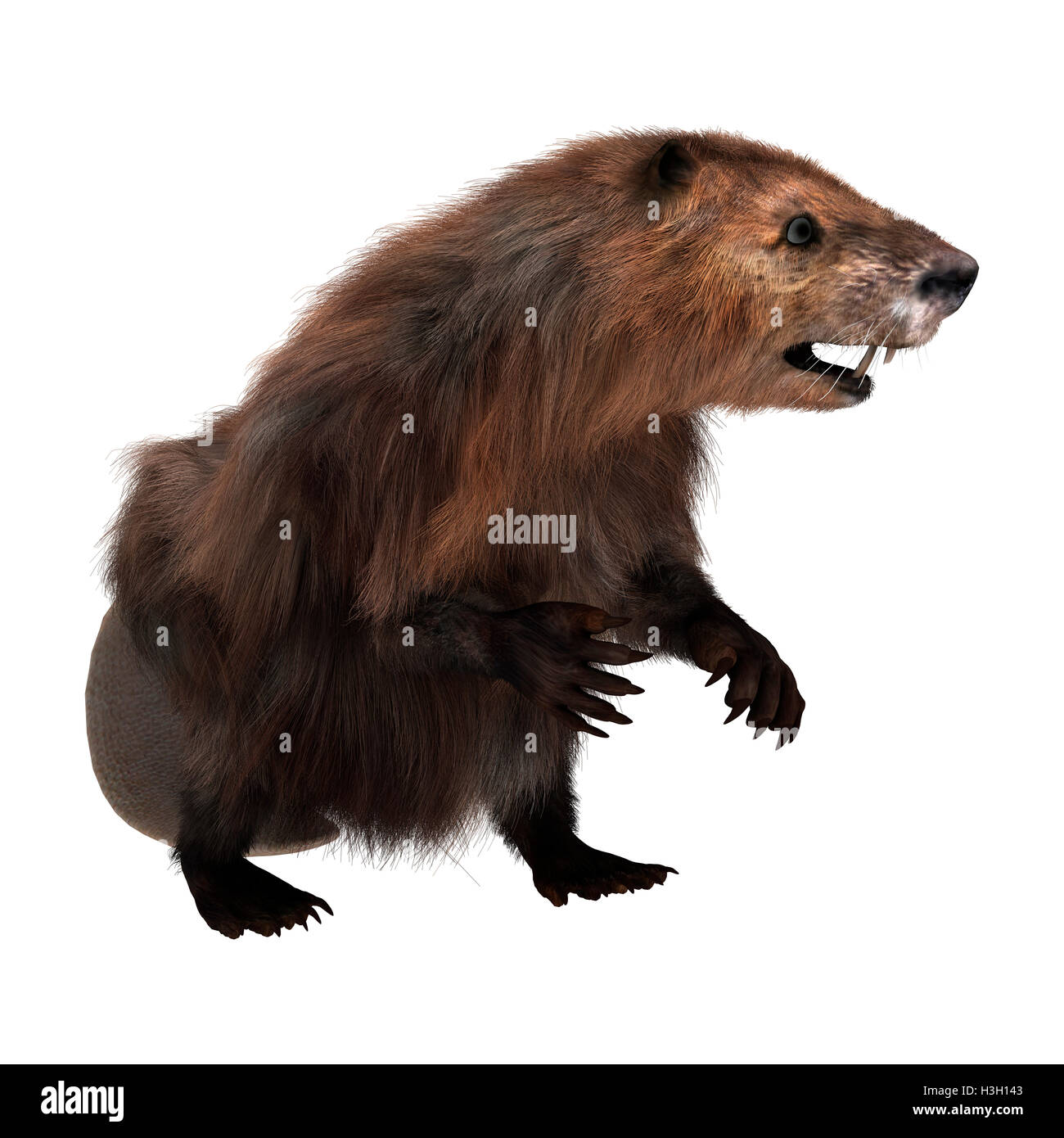 3D rendering of a beaver isolated on white background Stock Photo - Alamy