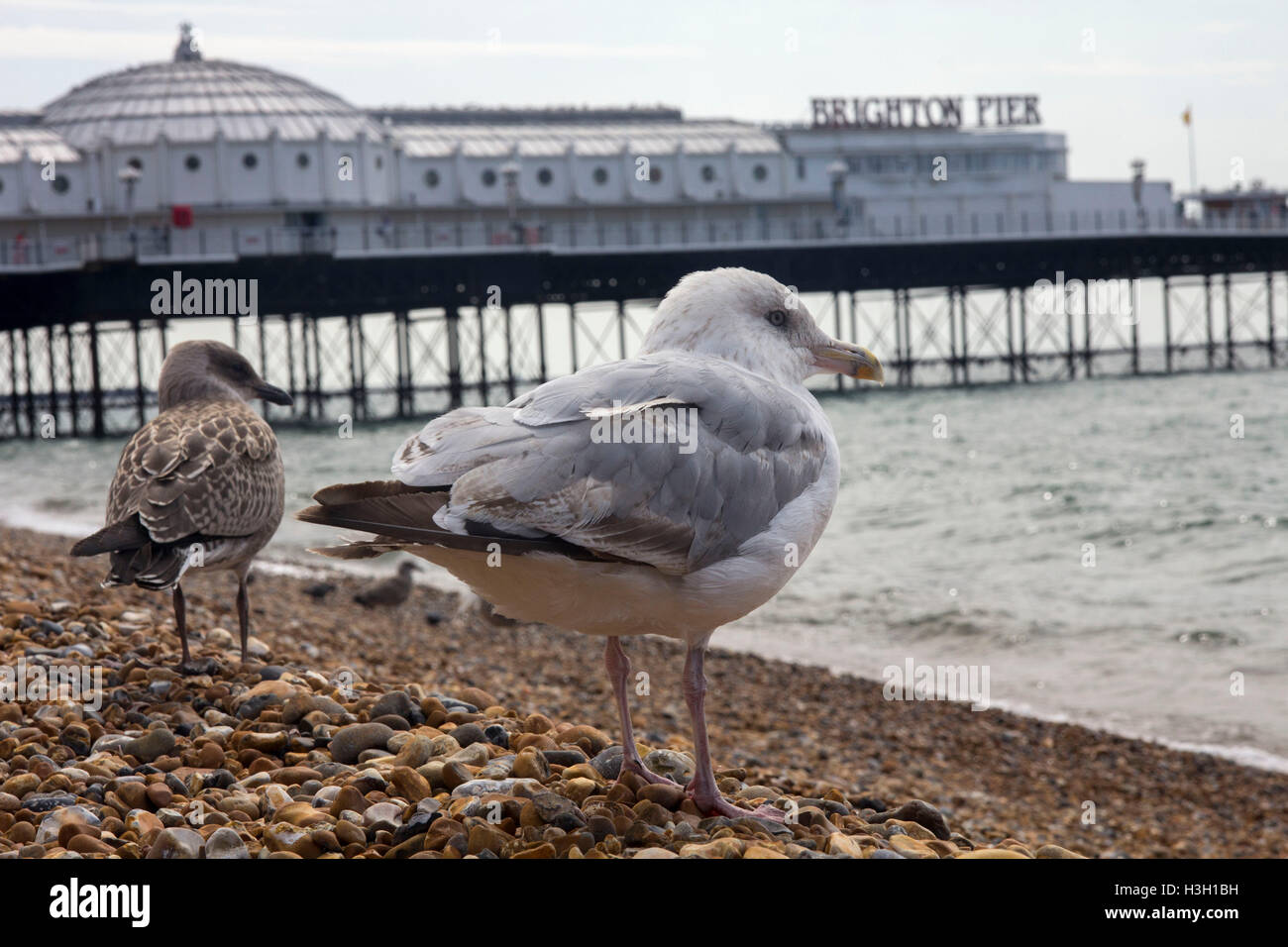Seagulls by Brighton pier Stock Photo - Alamy