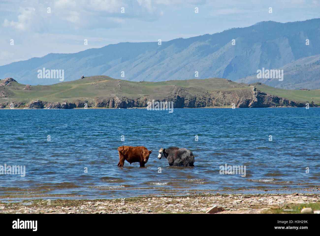 The cow and yak standing in water . the shore of Baikal lake Stock ...