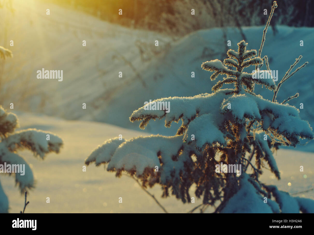 Winter landscape.frozen taiga forest Stock Photo - Alamy