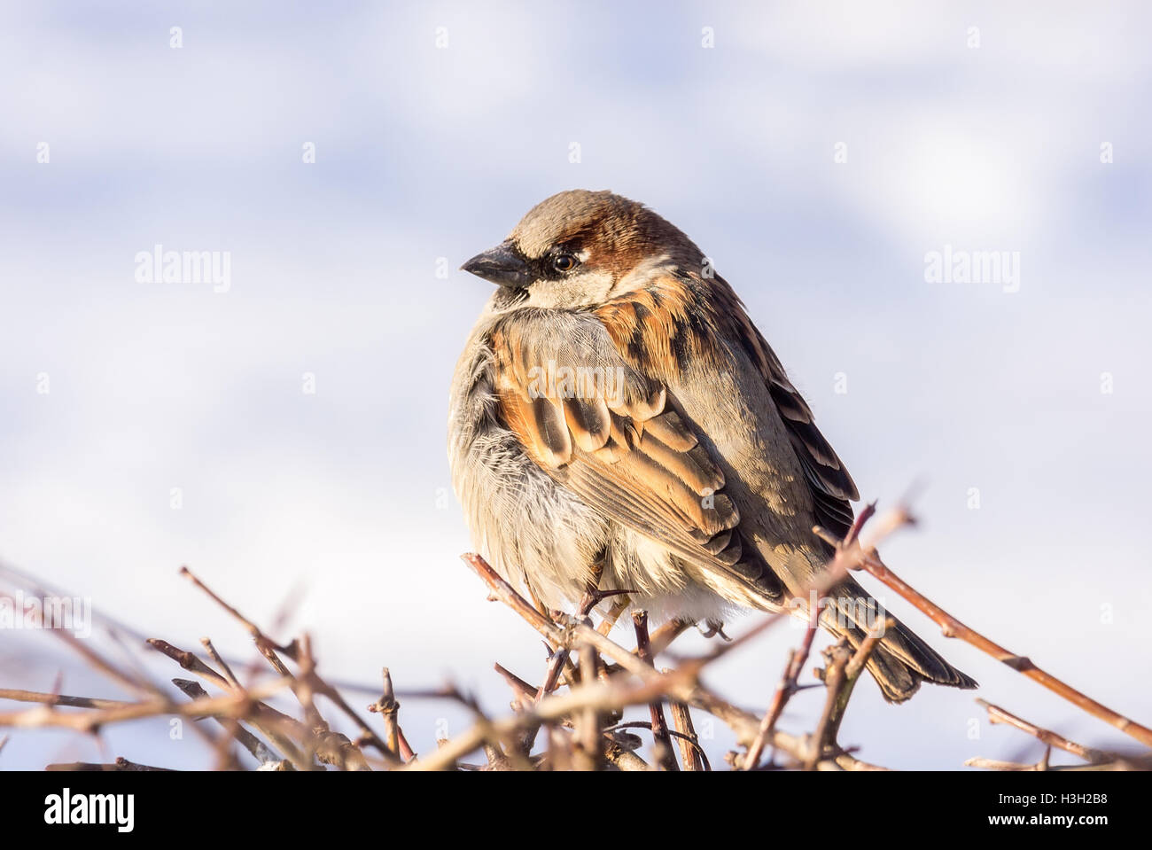 The photo shows a Sparrow in the Bush Stock Photo - Alamy