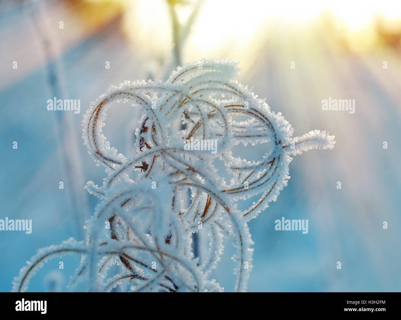 Scene frozen hi-res stock photography and images - Alamy