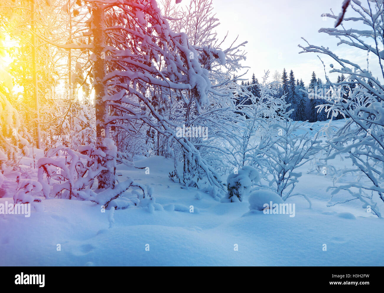 Winter landscape.Winter snowy forest Stock Photo - Alamy