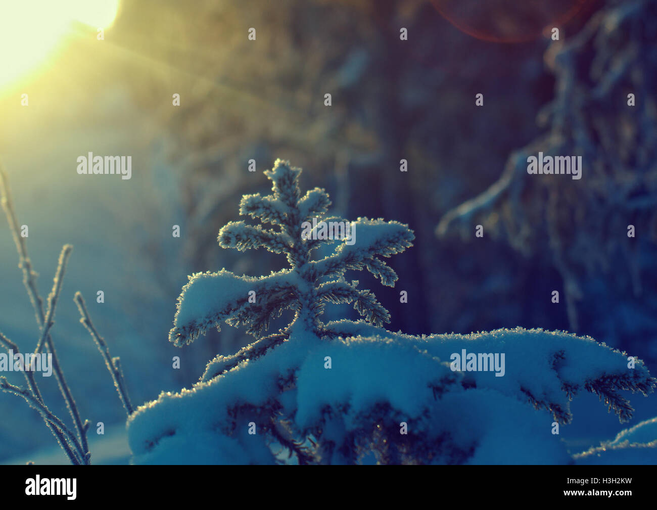 Winter landscape.frozen taiga forest Stock Photo - Alamy
