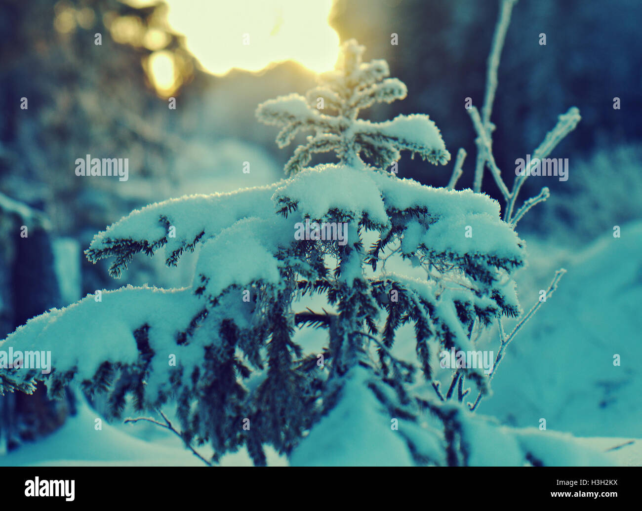 Winter landscape.frozen taiga forest Stock Photo - Alamy