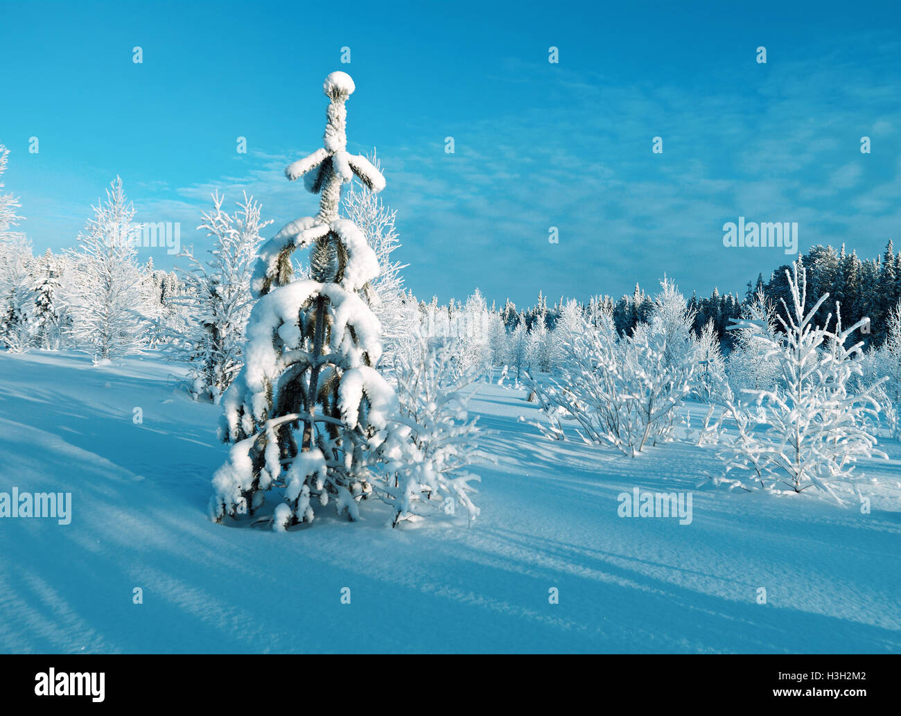 Winter landscape.snow-covered branches of trees and shrubs Stock Photo ...