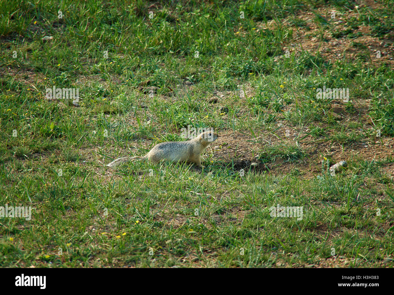 Marmota sibirica hi-res stock photography and images - Alamy