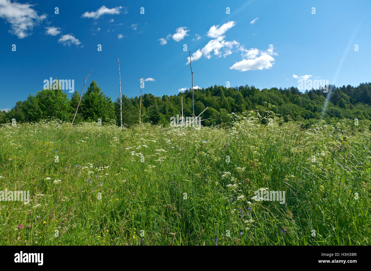 Russian summer meadow.Arkhangelsk region, Russia Stock Photo - Alamy