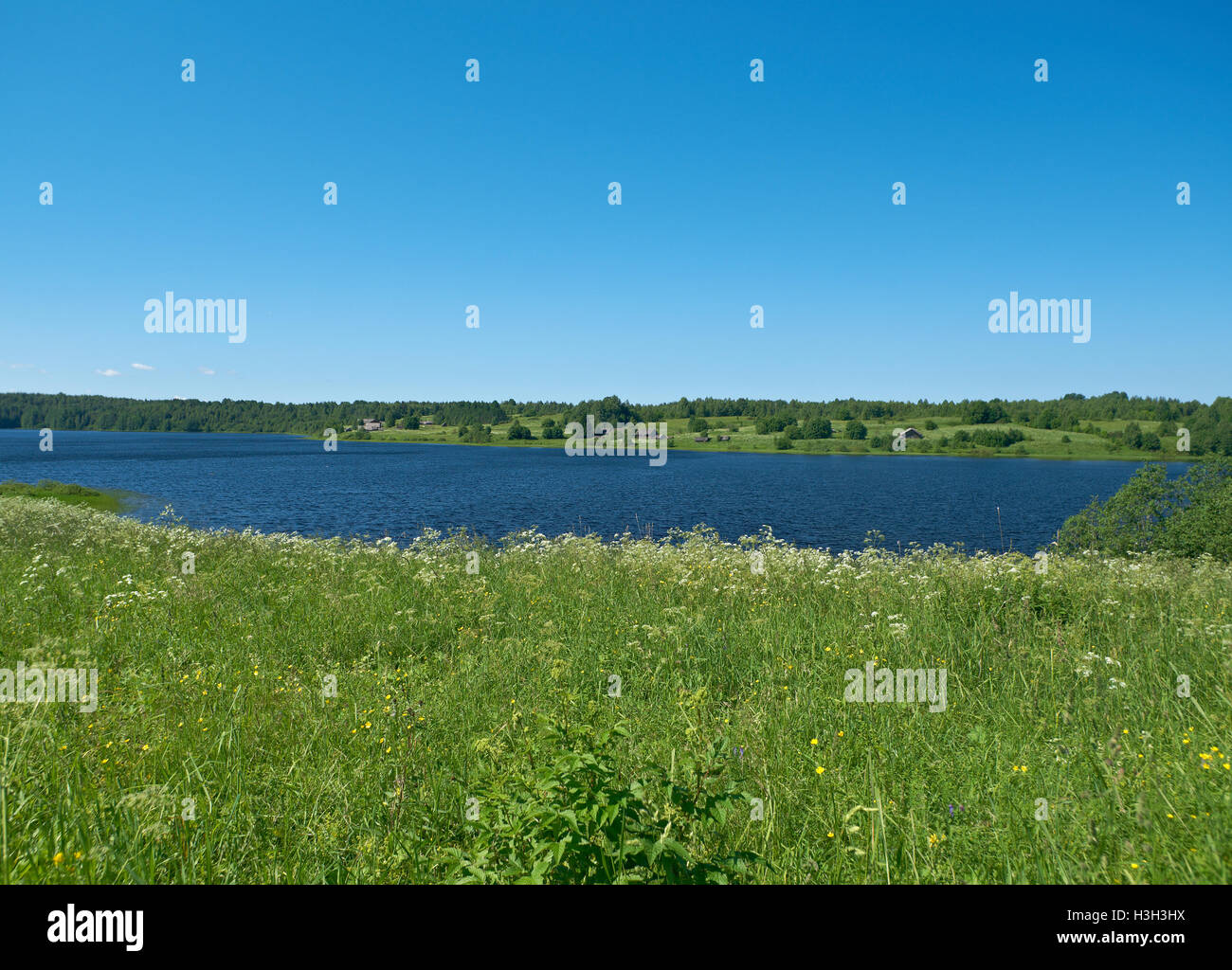 Russian summer meadow.Arkhangelsk region, Russia Stock Photo - Alamy