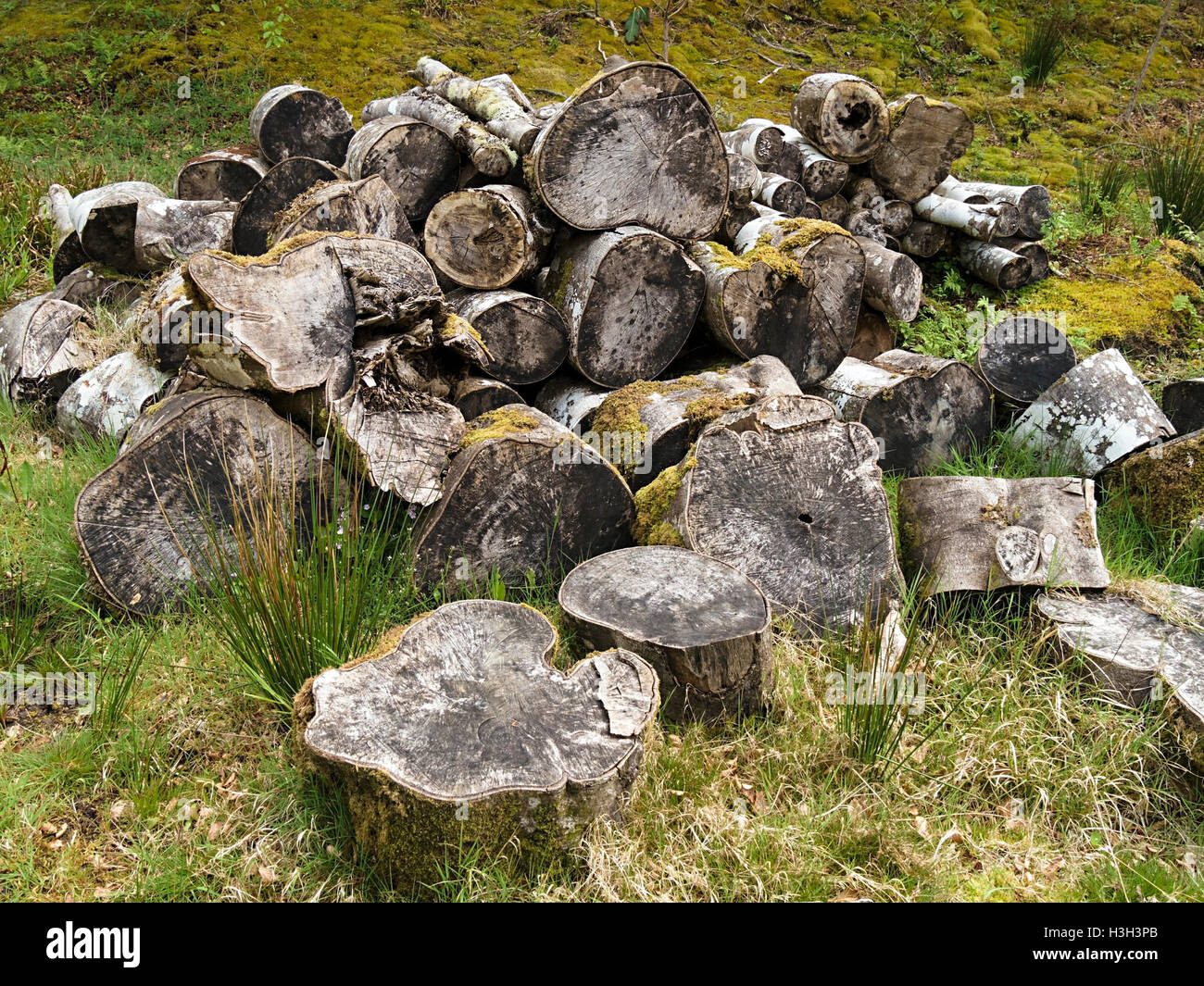 Colonsay house gardens hi-res stock photography and images - Alamy