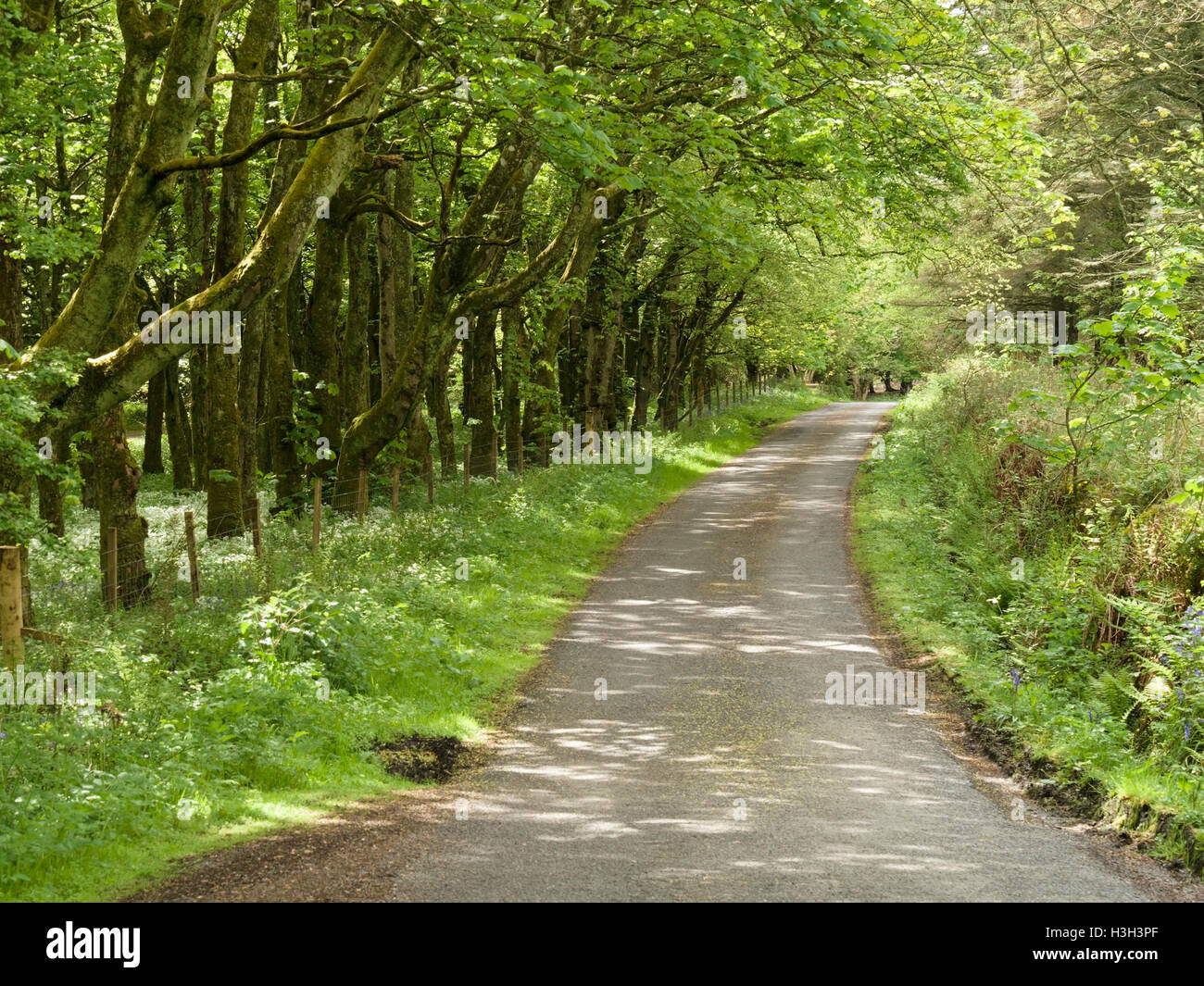 Tree lined avenue by roadside, Colonsay House Gardens woodland, Isle of ...