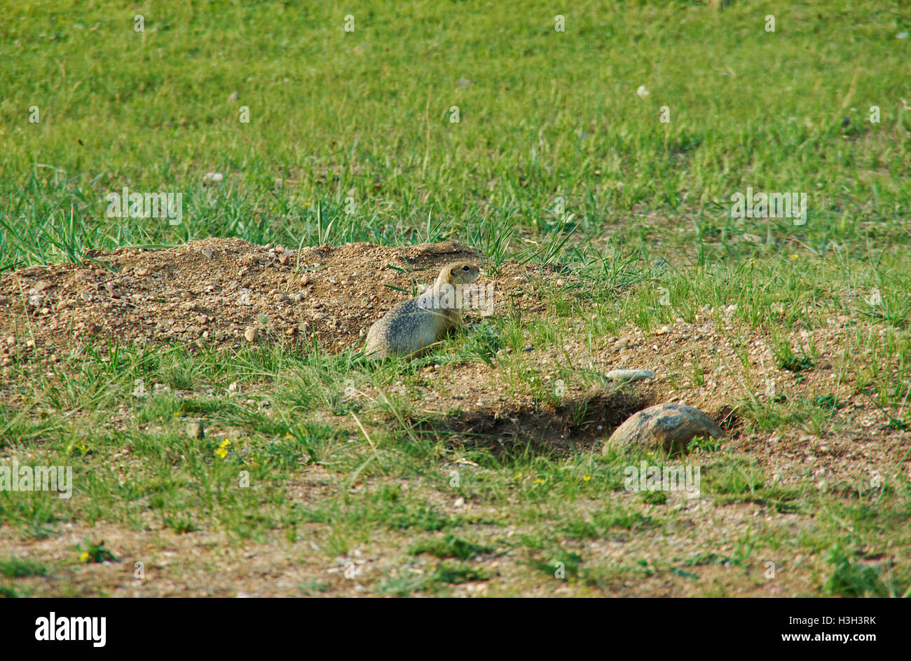 Marmota camtschatica hi-res stock photography and images - Alamy