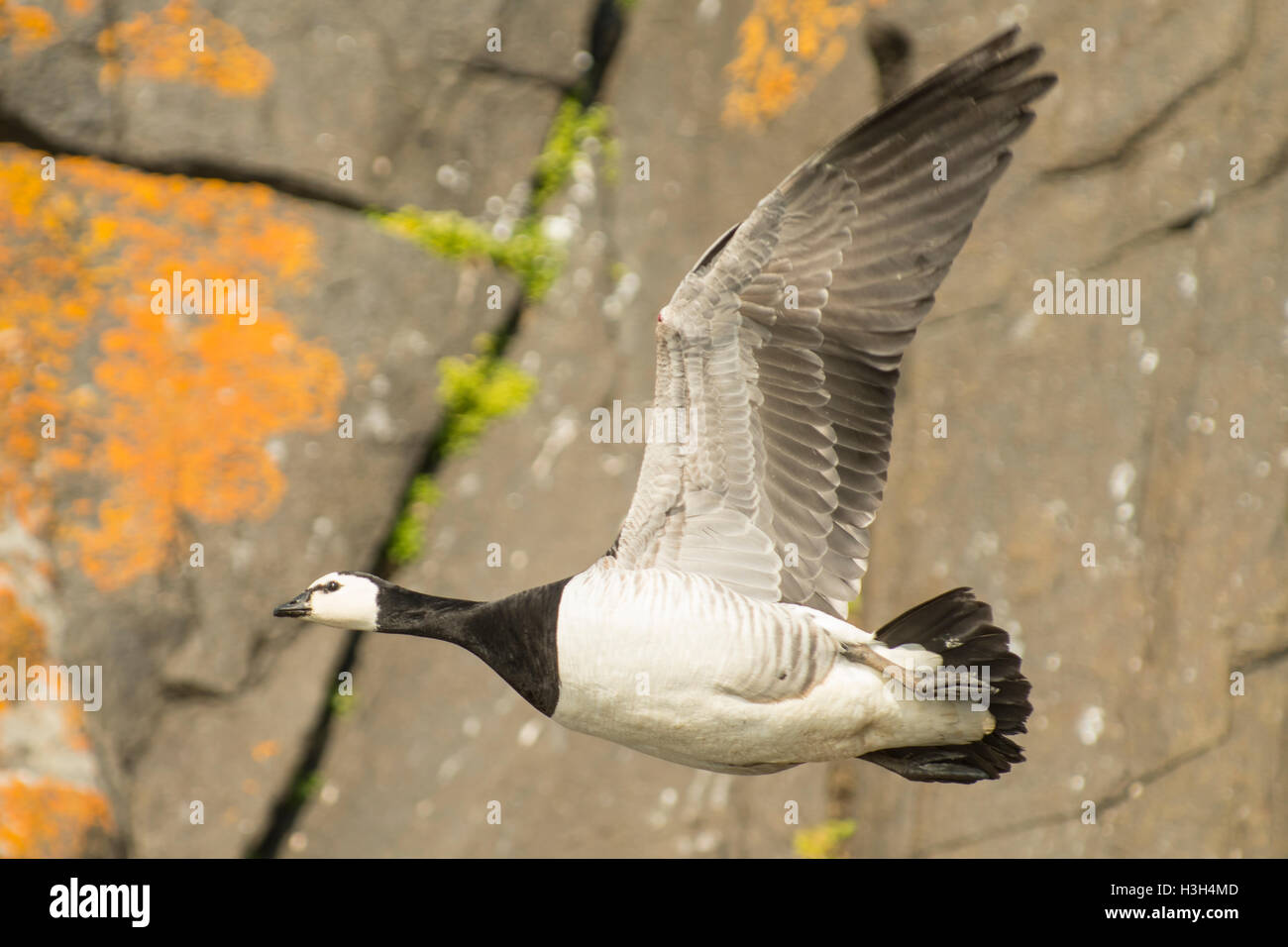 Barnacle Goose, Branta leucopsis Stock Photo - Alamy