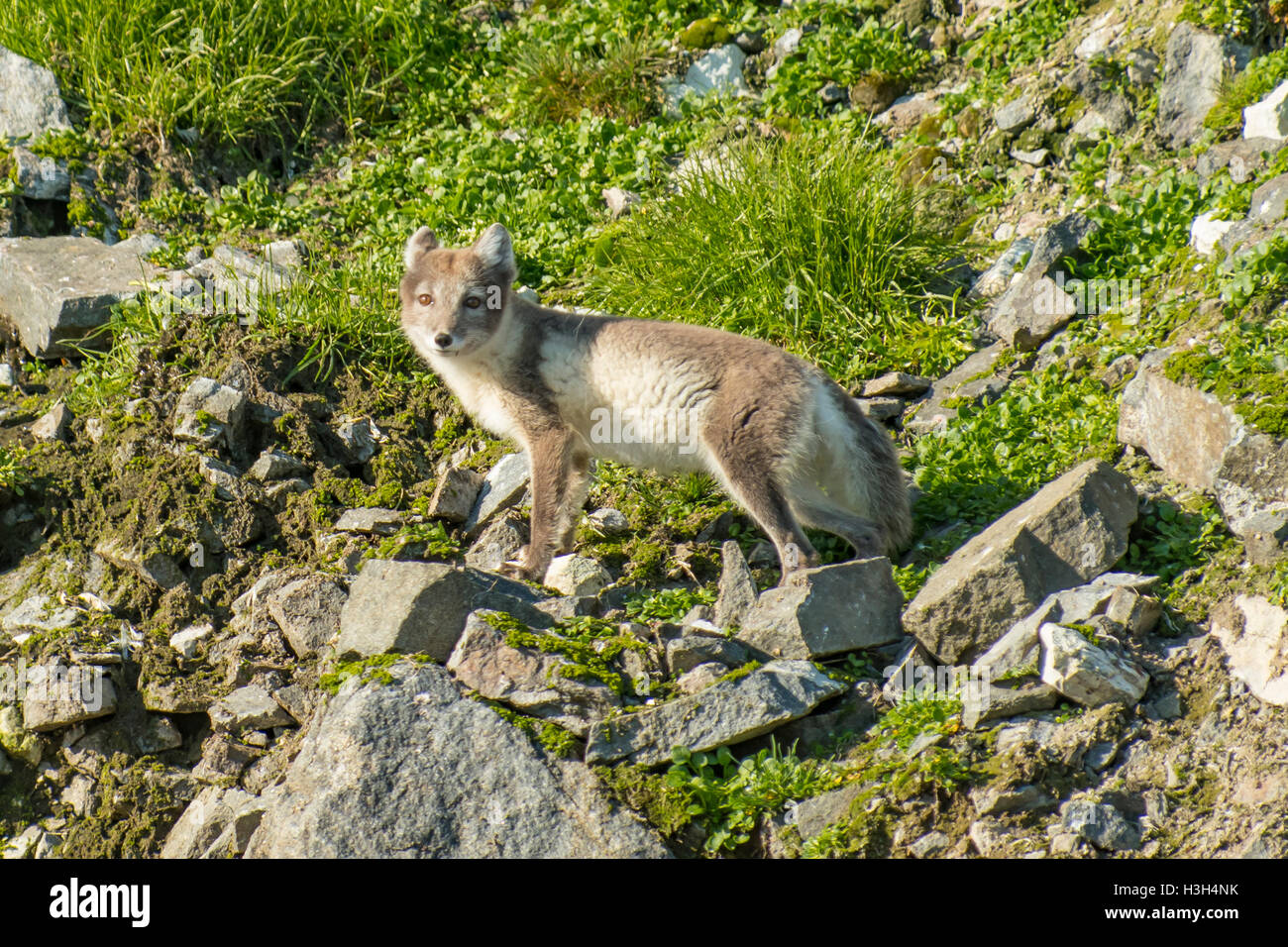 Norway arctic fox hi-res stock photography and images - Alamy