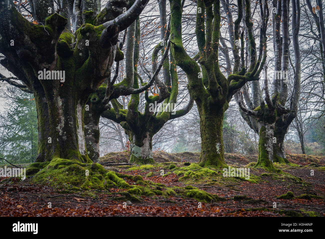 Nature park Gorbea, Parque natural de Gorbea, Forest of Otzarreta ...