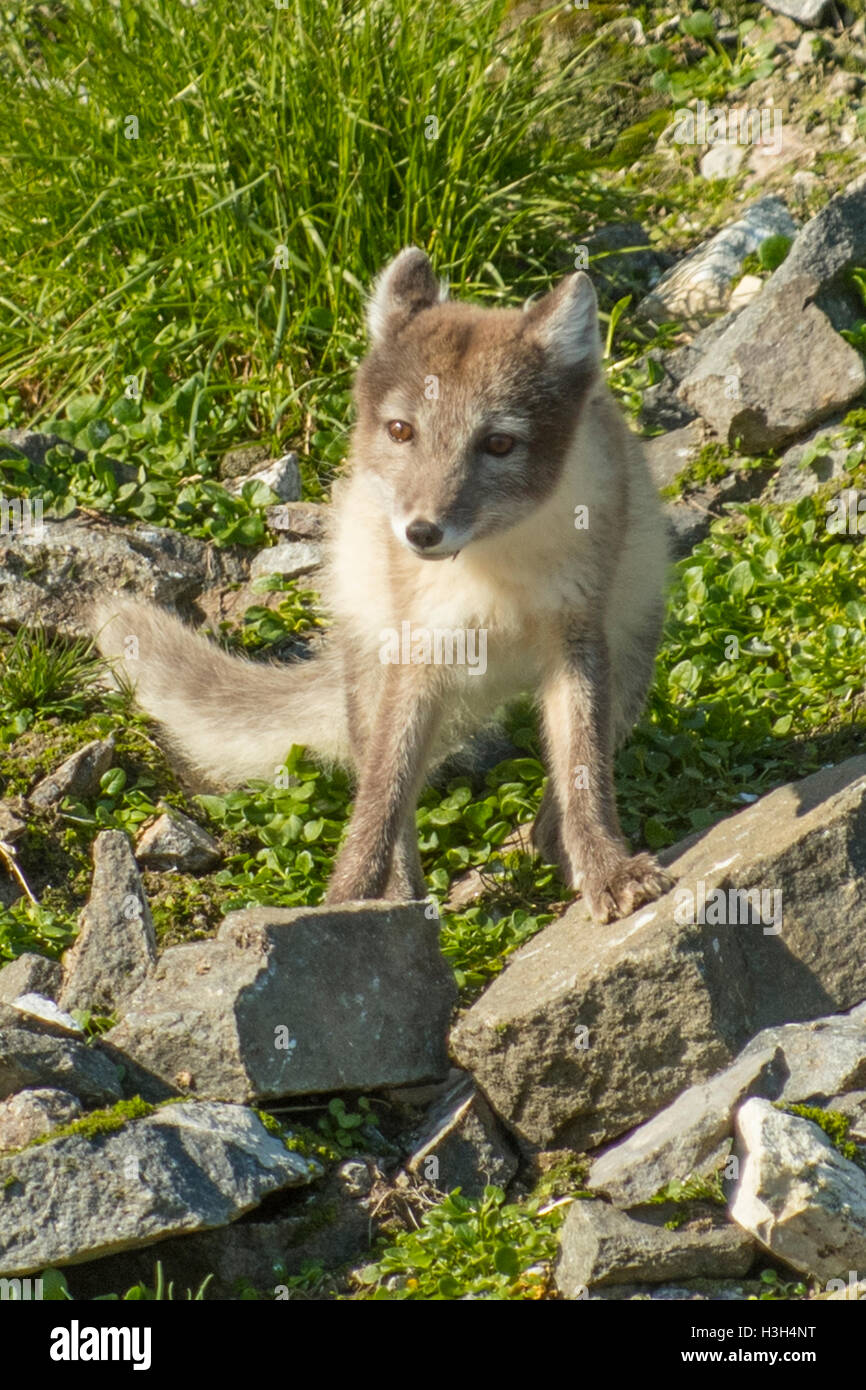 Arctic Fox, Alopex lagopus at Alkefjellet, Svalbard, Norway Stock Photo ...