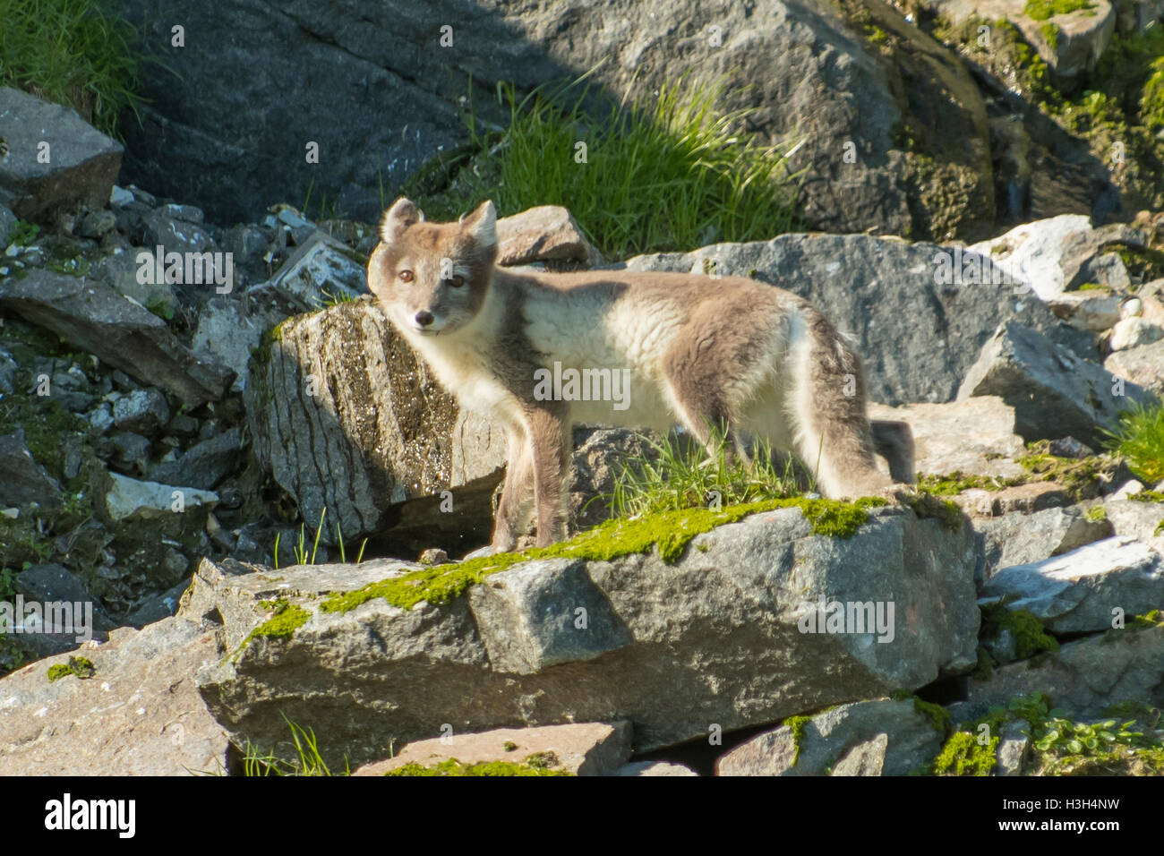 Norway arctic fox hi-res stock photography and images - Alamy