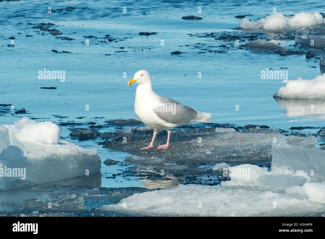 Glaucous Gull, Larus hyperboreus Stock Photo - Alamy
