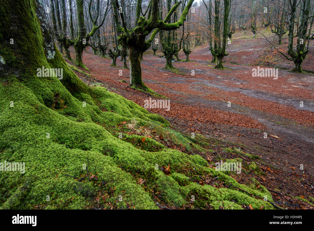 Nature park Gorbea, Parque natural de Gorbea, Forest of Otzarreta ...