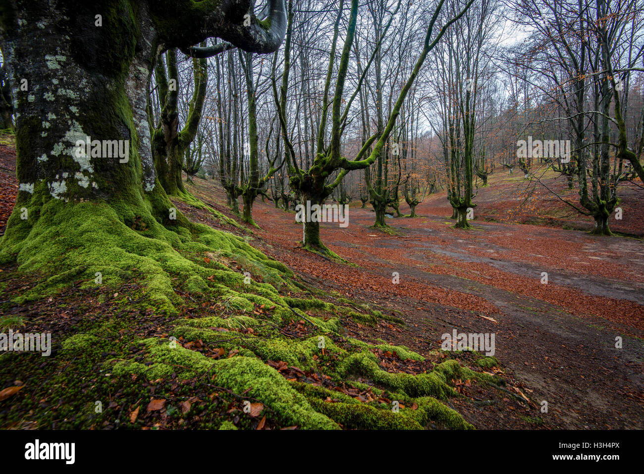 Nature park Gorbea, Parque natural de Gorbea, Forest of Otzarreta ...