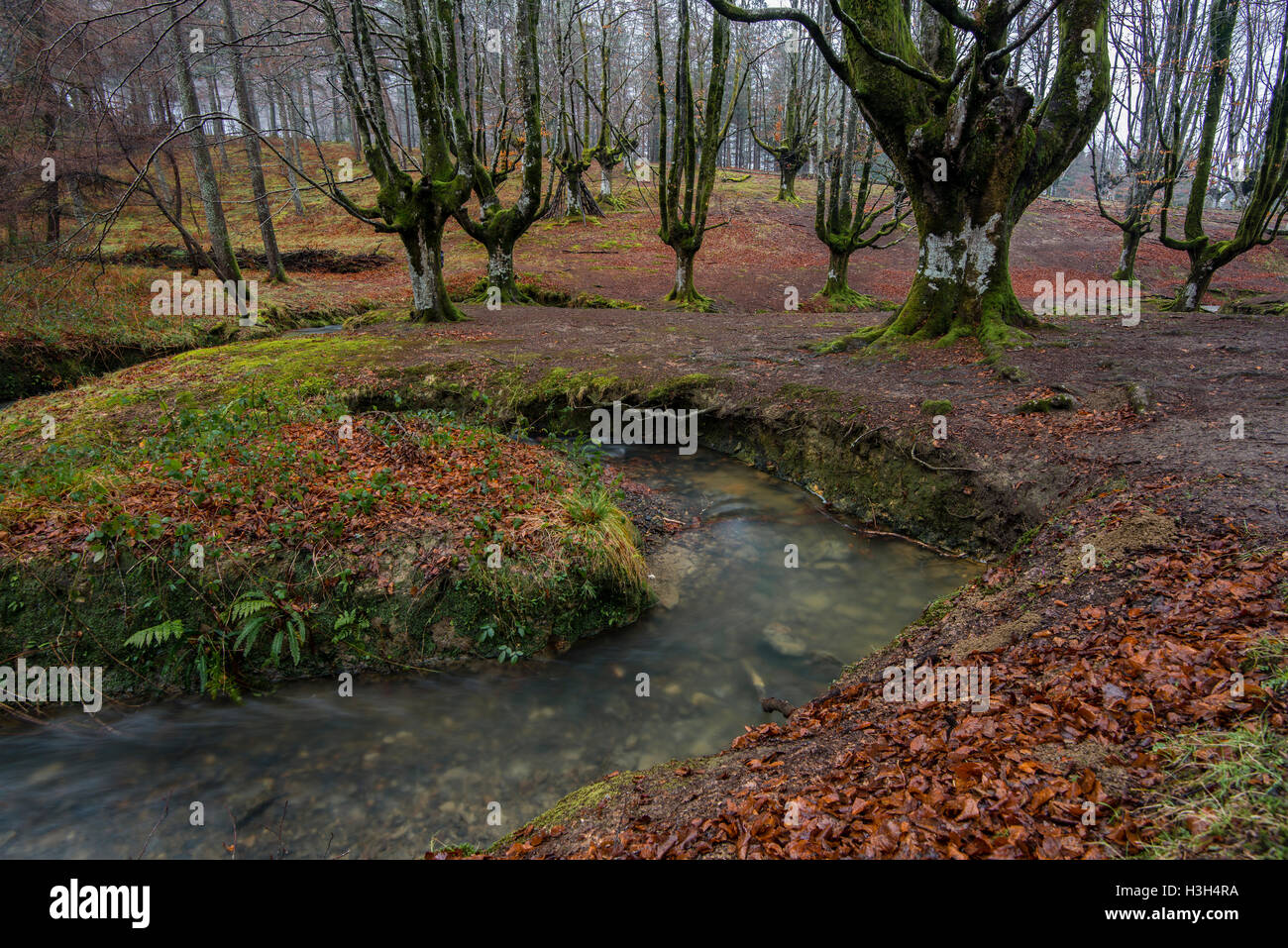 Nature park Gorbea, Parque natural de Gorbea, Forest of Otzarreta ...