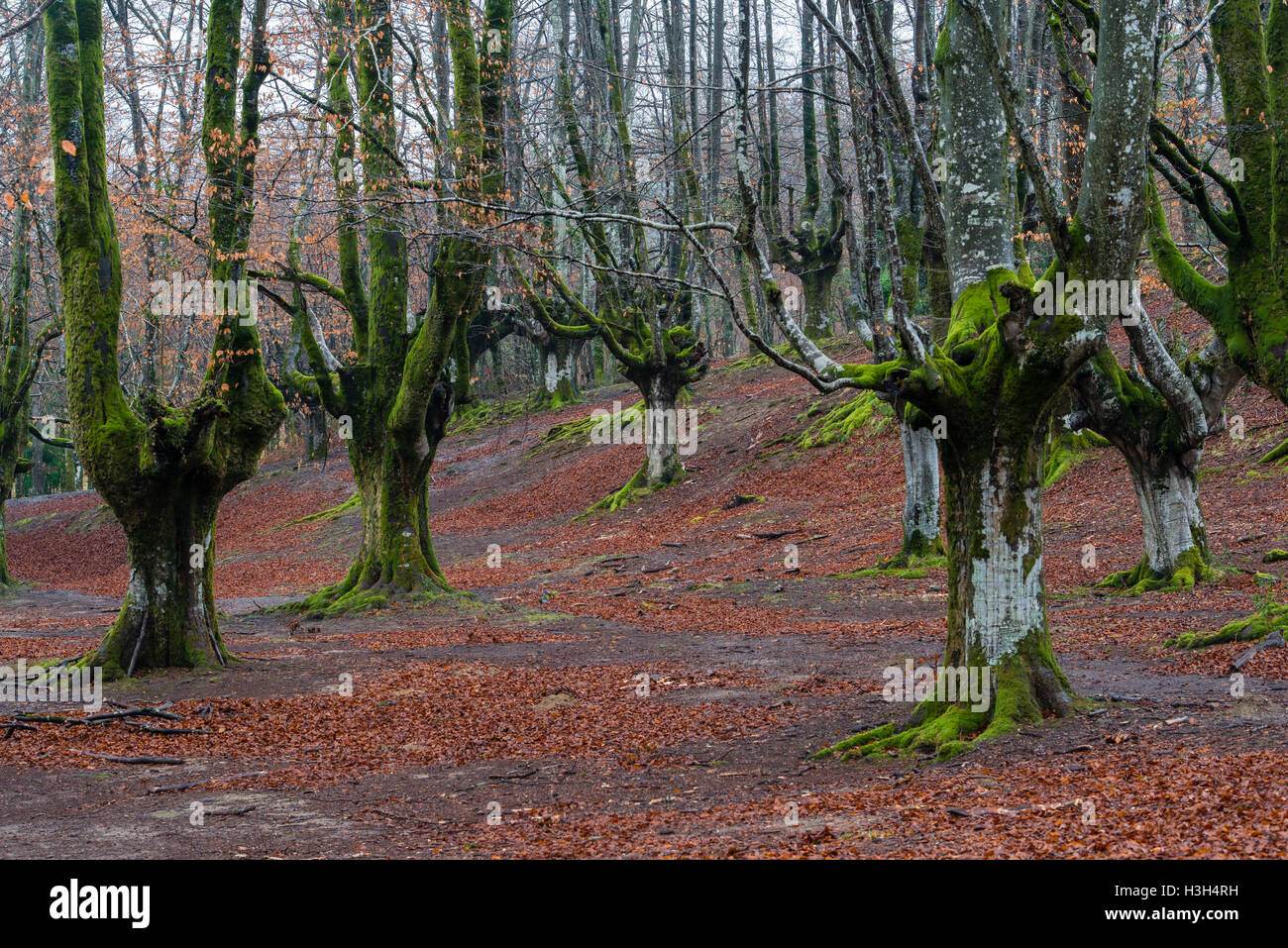 Nature park Gorbea, Parque natural de Gorbea, Forest of Otzarreta ...