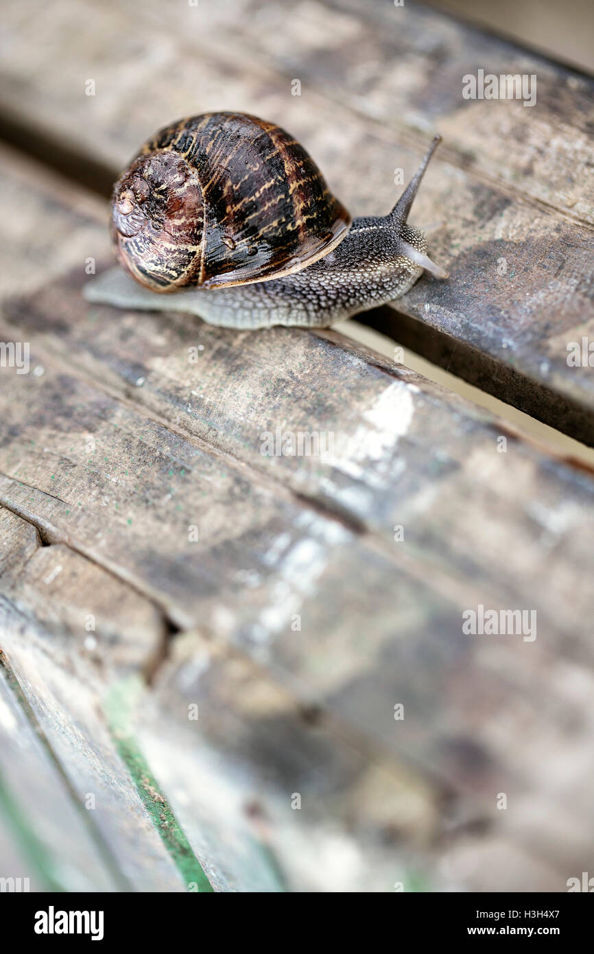 Large Garden Snail in Summer crawling on wooden terrace with water ...