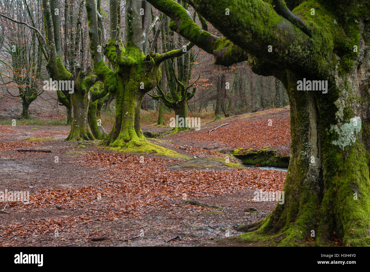 Parque natural gorbeia hi-res stock photography and images - Alamy