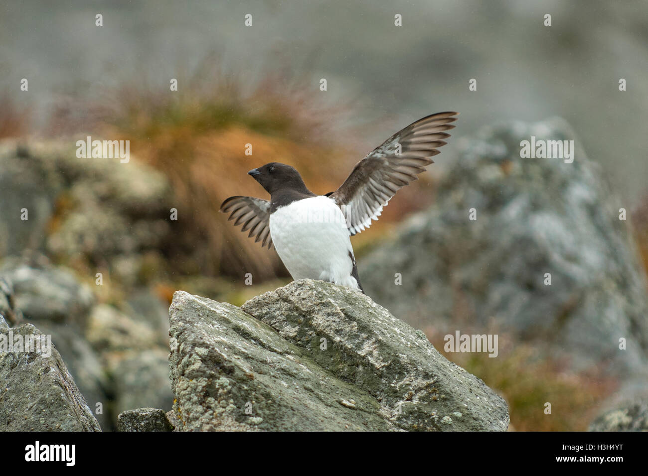 Little Auk Alle Alle High Resolution Stock Photography and Images - Alamy