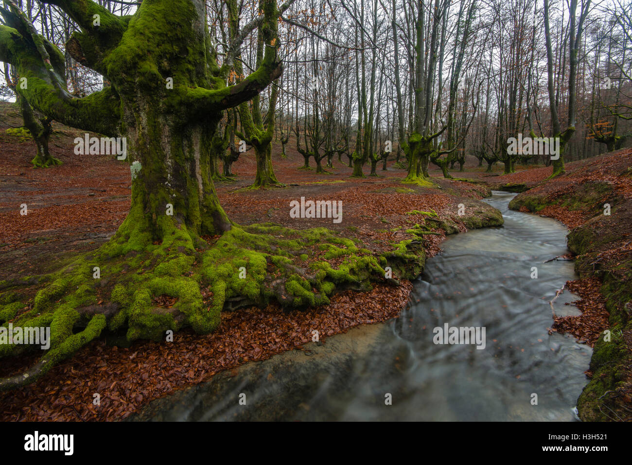 Nature park Gorbea, Parque natural de Gorbea, Forest of Otzarreta ...