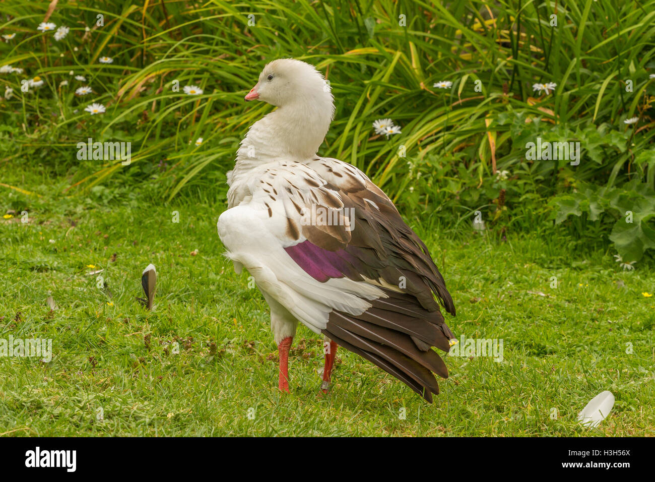Andean Goose at Slimbridge Stock Photo - Alamy