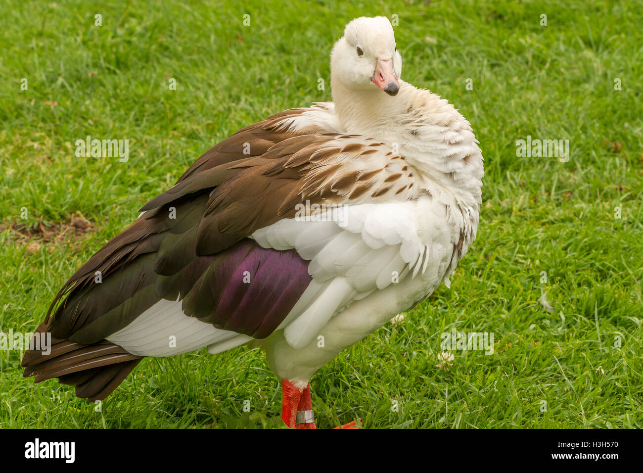 Andean Goose at Slimbridge Stock Photo - Alamy