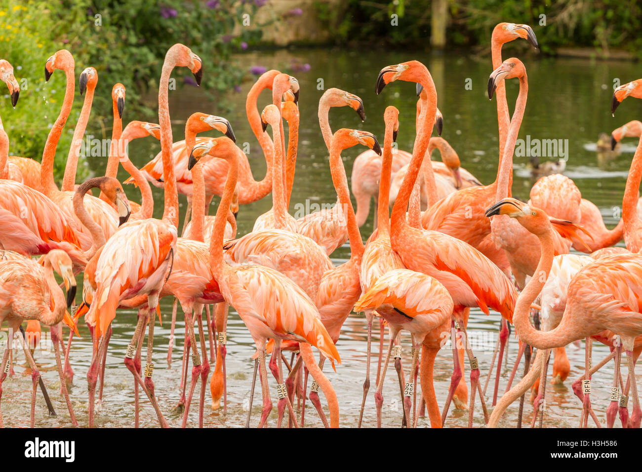 Caribbean Flamingo at Slimbridge Stock Photo - Alamy