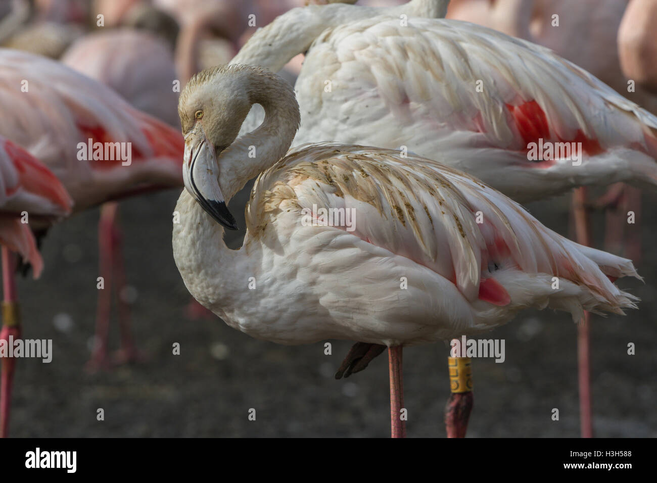 Young Flamingo chick, still with grey feathers, stands out amongst its ...