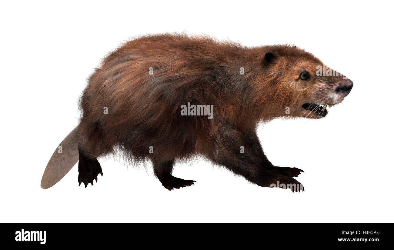3D rendering of a beaver isolated on white background Stock Photo - Alamy