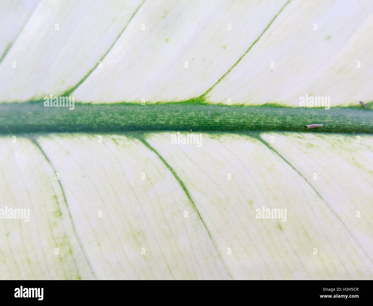 Abstract white leaf texture for background photo Stock Photo - Alamy