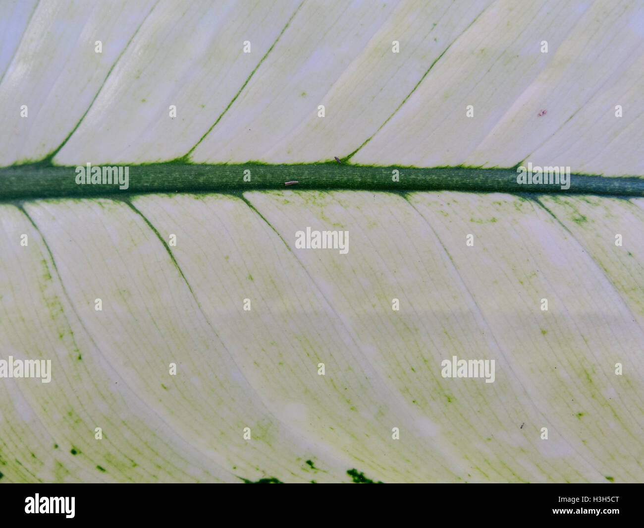 Abstract white leaf texture for background photo Stock Photo - Alamy