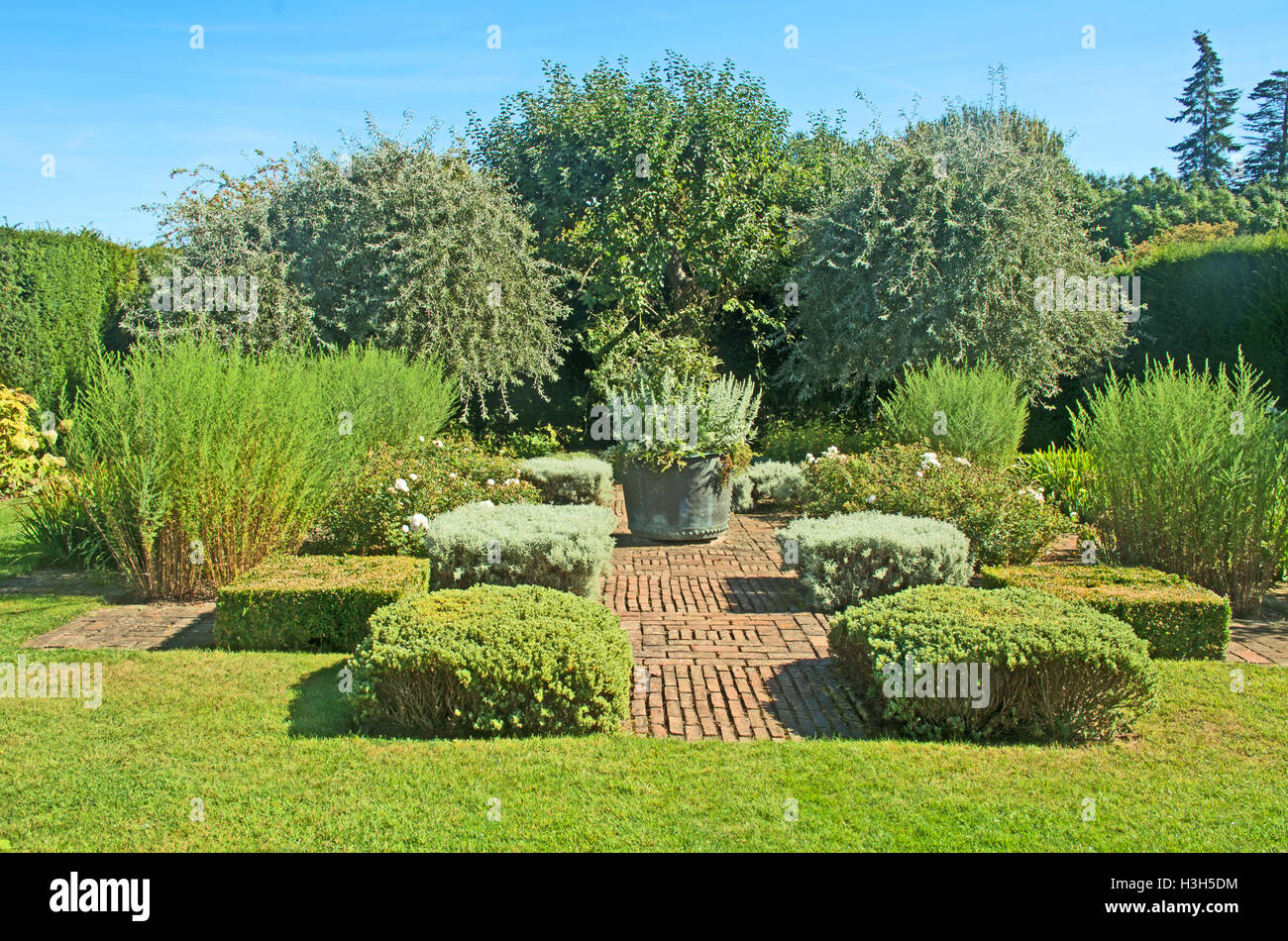 Flower of kent hi-res stock photography and images - Alamy