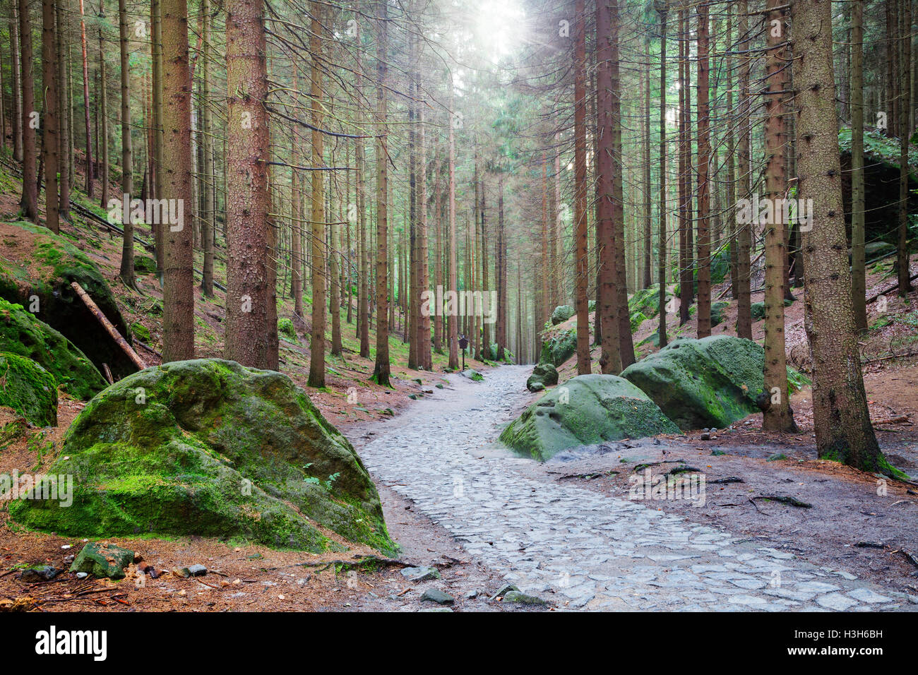Czech forest hi-res stock photography and images - Alamy