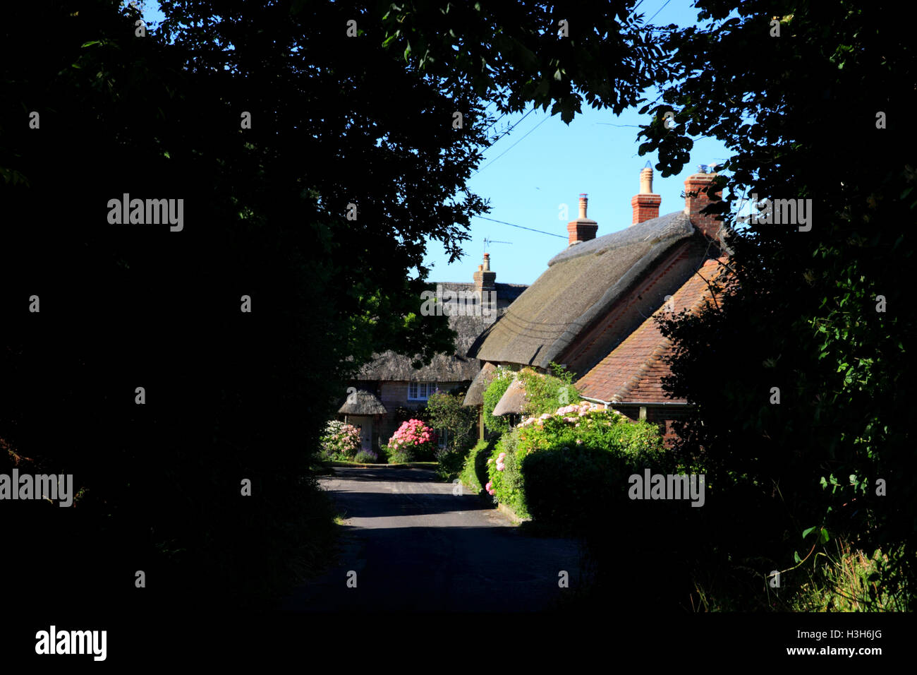 A shady lane leading to thatched cottages at Coombe Keynes, near ...