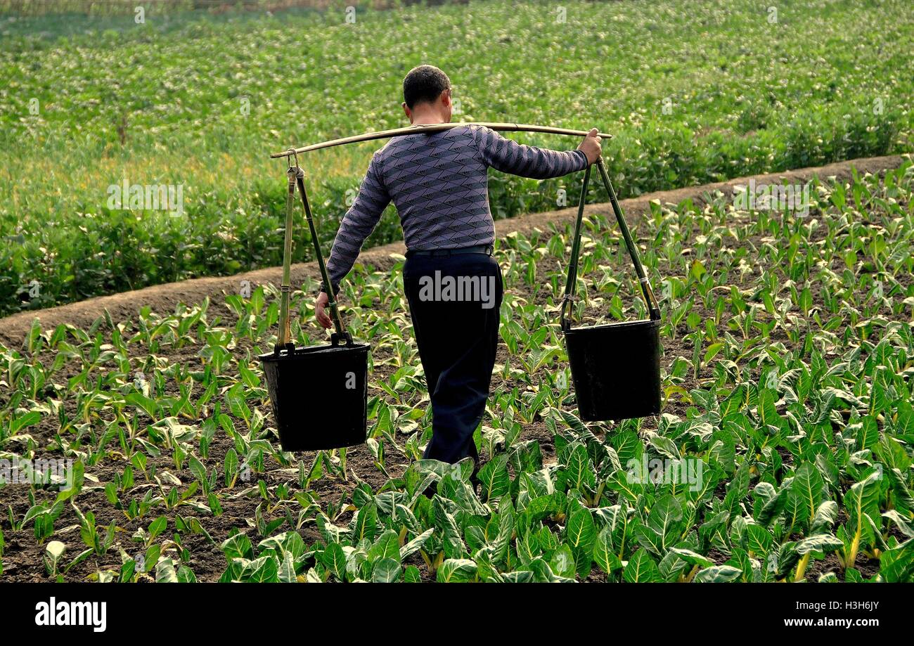 Pengzhou, China: Farmer carrying buckets filled with water across a ...