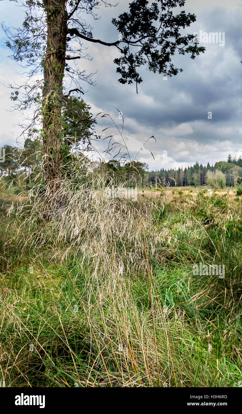 Straw tree ferns hi-res stock photography and images - Alamy